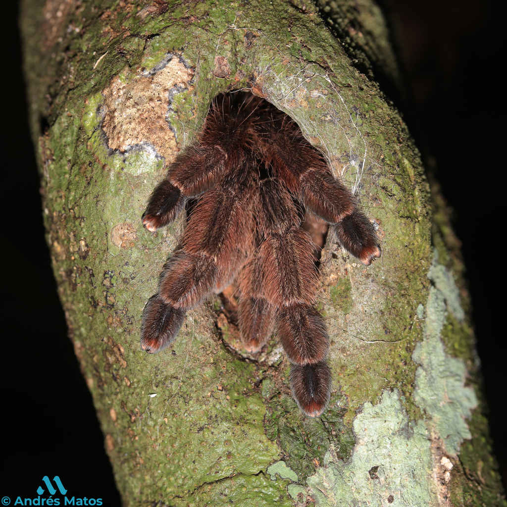 Panama Blonde Tarantula from Panamá, Provincia de Panamá, Panamá on ...