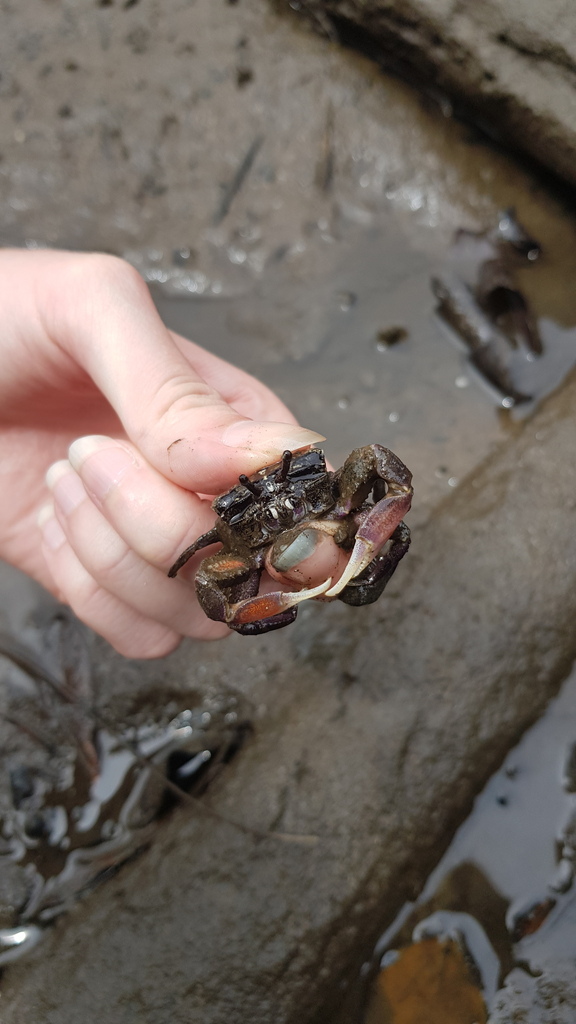 Semaphore Crab from Sydney NSW, Australia on November 23, 2023 at 11:09 ...