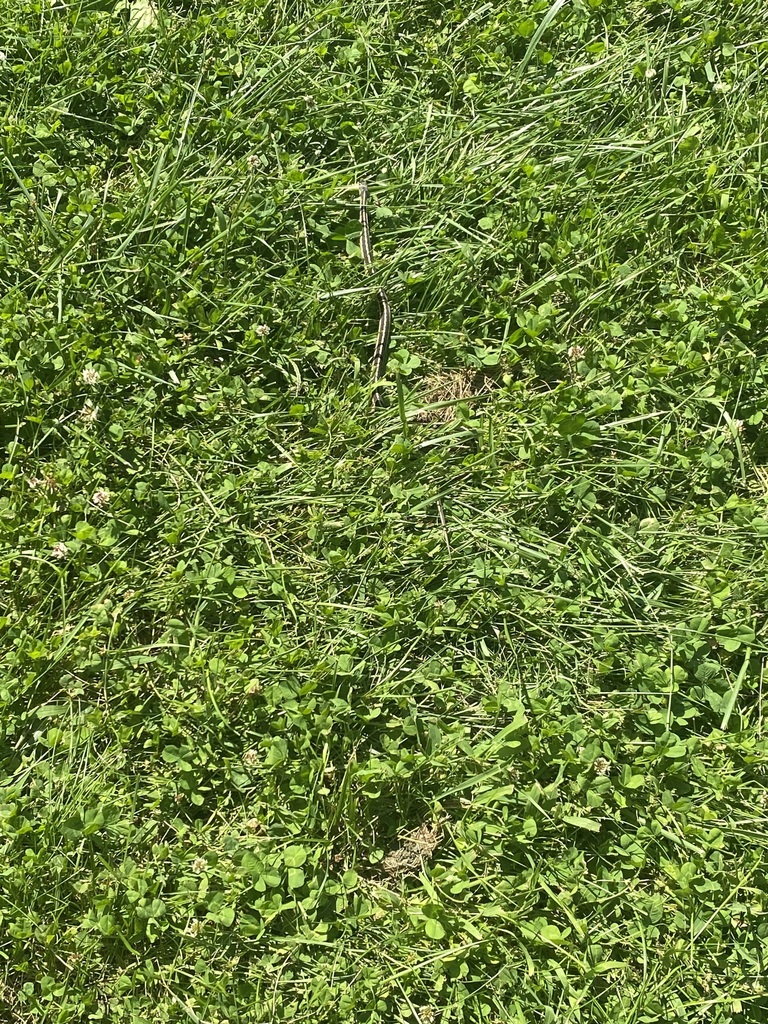 Common Garter Snake from Potsdam, NY 13676, USA on August 28, 2023 at ...