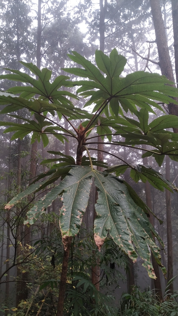Rice paper plant from Kaohsiung, TW-KH, TW on November 28, 2023 at 03: ...