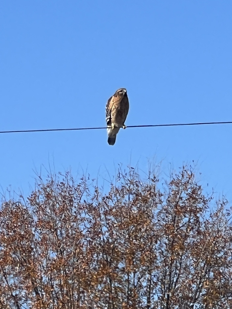 Red-shouldered Hawk from Centreville Rd, Manassas, VA, US on November ...