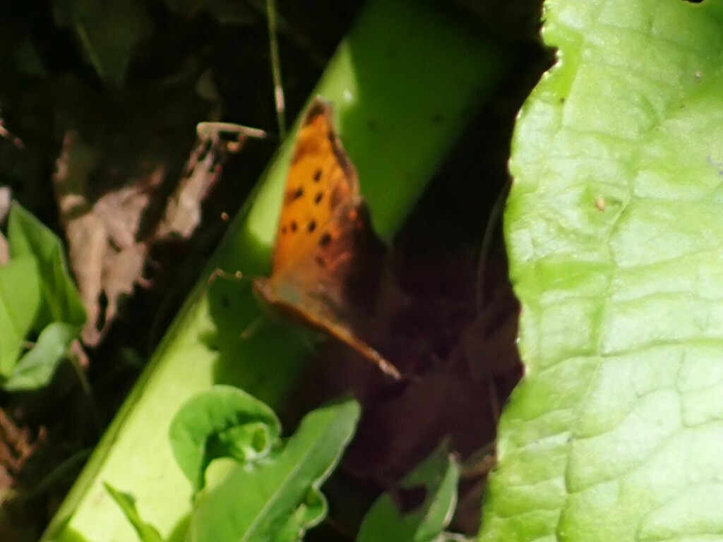 Eastern Comma in July 2023 by Angus Mossman. Along cool, shallow rocky ...