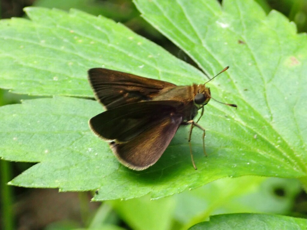 Euphyes in July 2023 by Angus Mossman. Along cool, shallow rocky stream ...