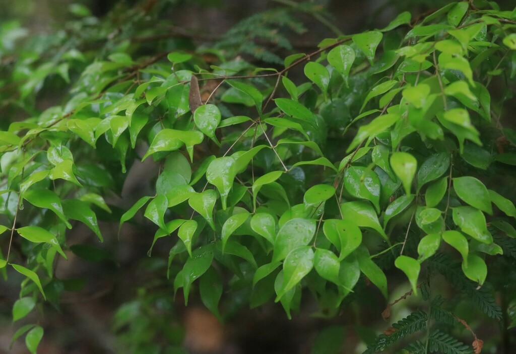 Small-leaved Lilly Pilly from Bundagen NSW 2454, Australia on November ...
