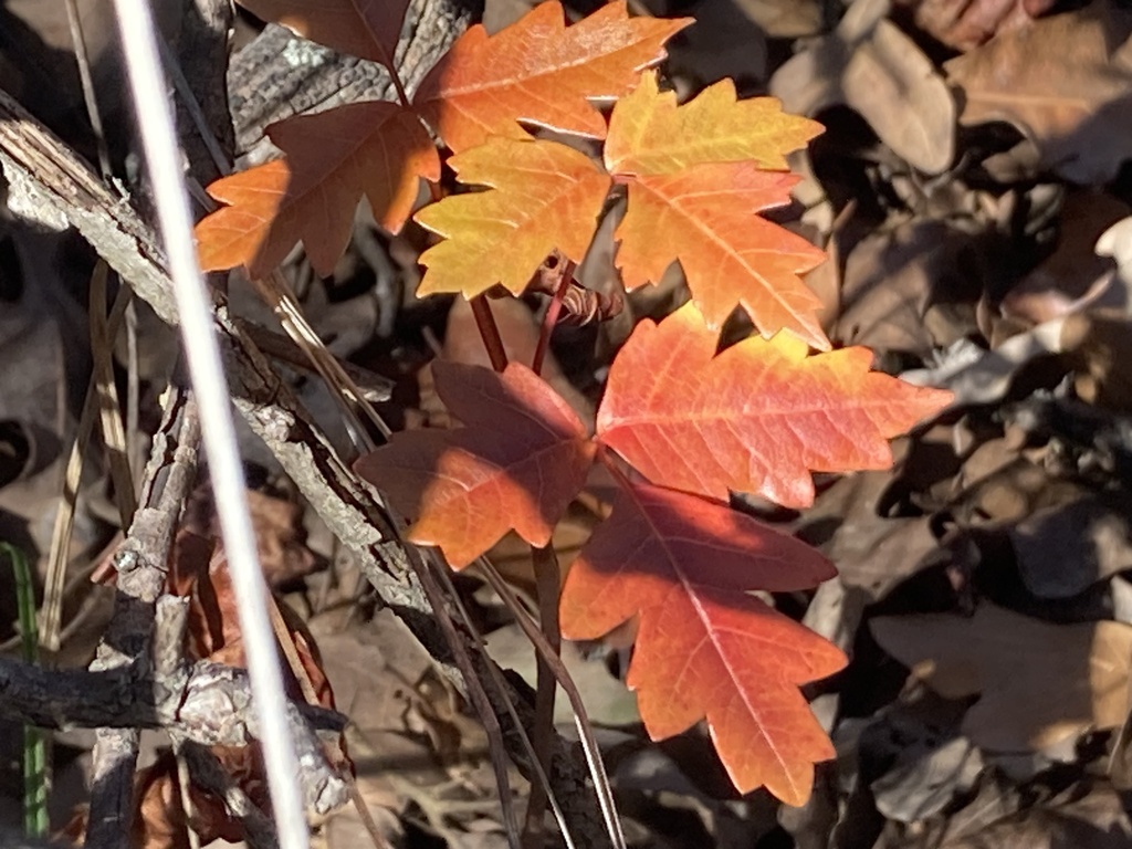 eastern poison ivy from Lake Mineral Wells State Park & Trailway ...