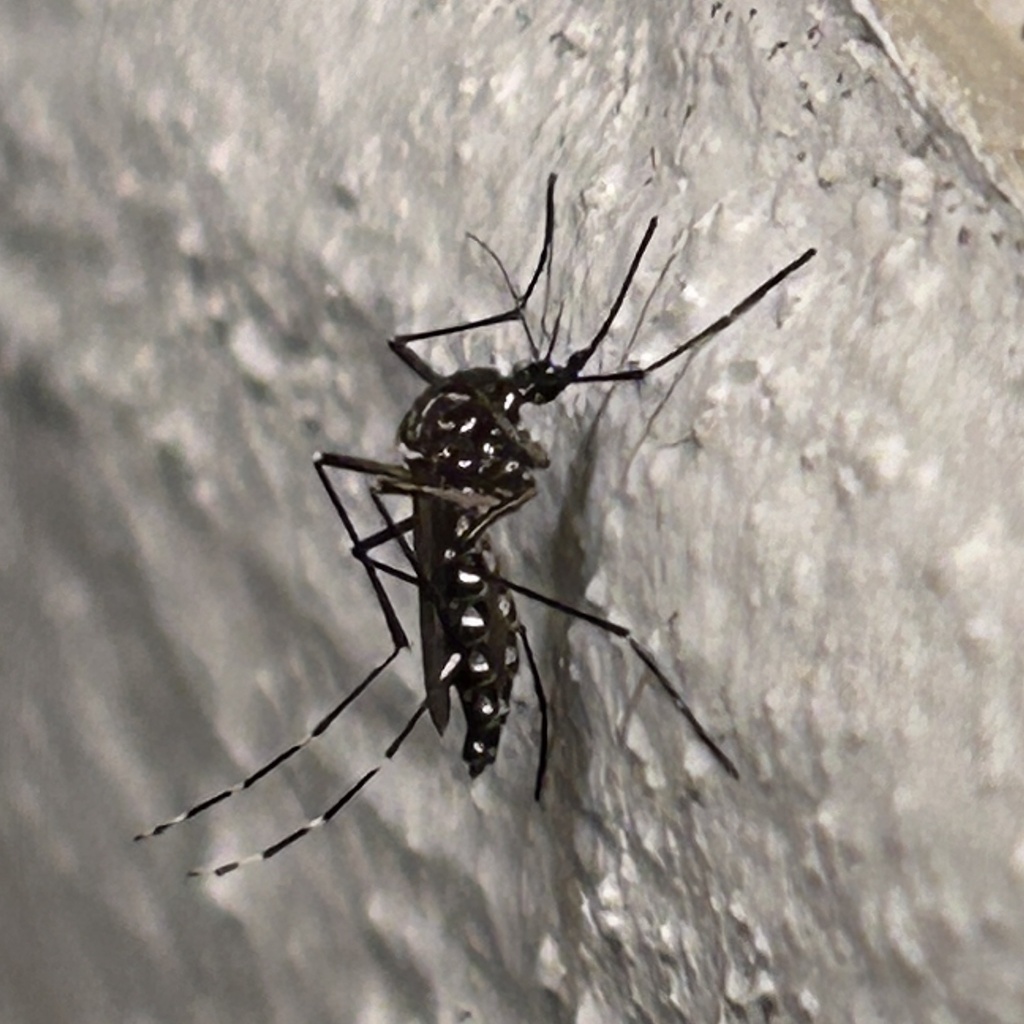 Stegomyia in November 2023 by Lane E. · iNaturalist