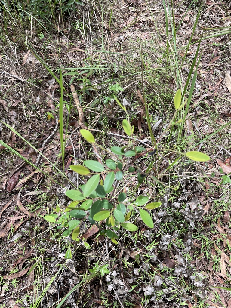coffee bush from Cleveland Redland Bay Rd, Redland Bay, QLD, AU on ...