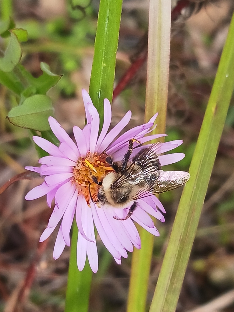 Common Eastern Bumble Bee from Spring Hill, FL 34613, USA on November ...
