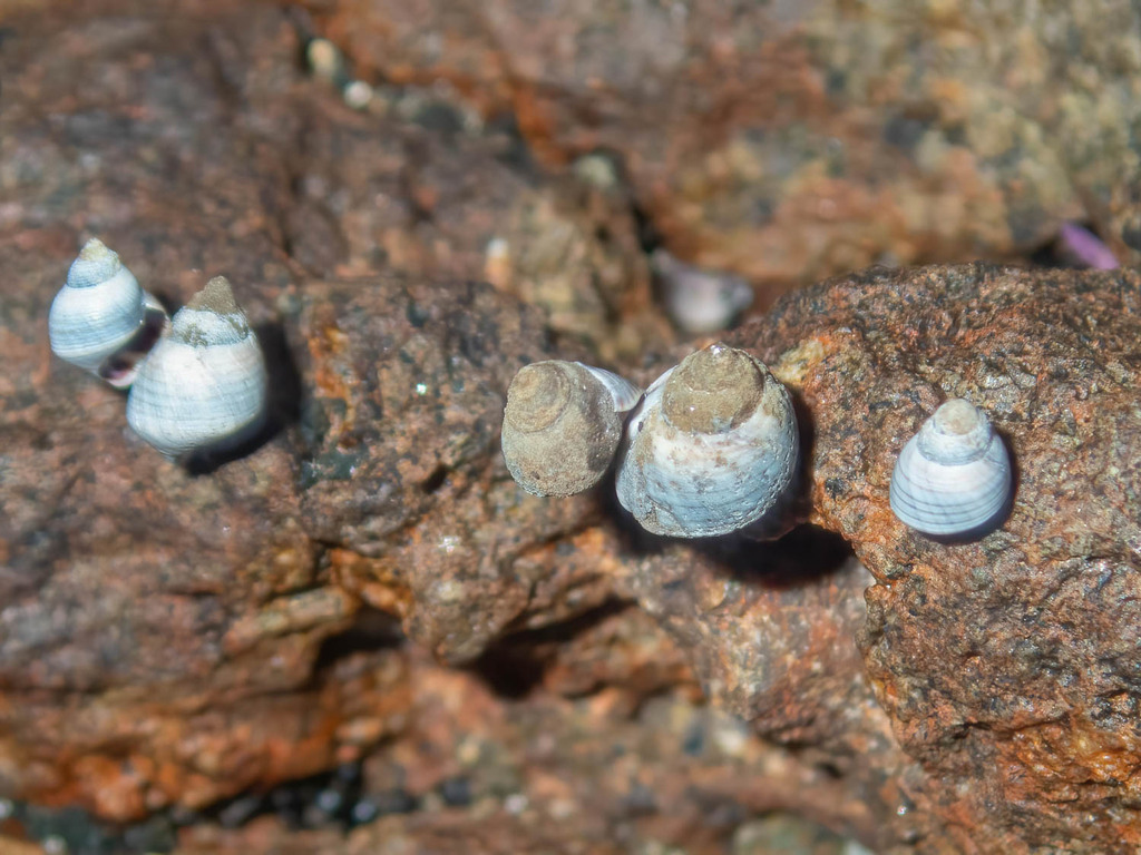 Little Blue Periwinkle from Fingal Bay NSW 2315, Australia on November ...
