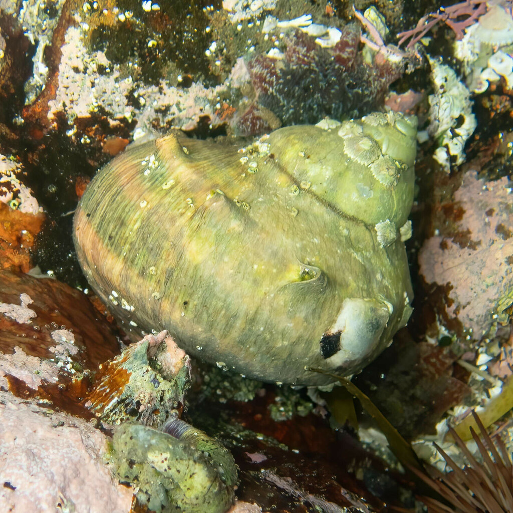 Military Turban from Fingal Bay NSW 2315, Australia on November 24 ...
