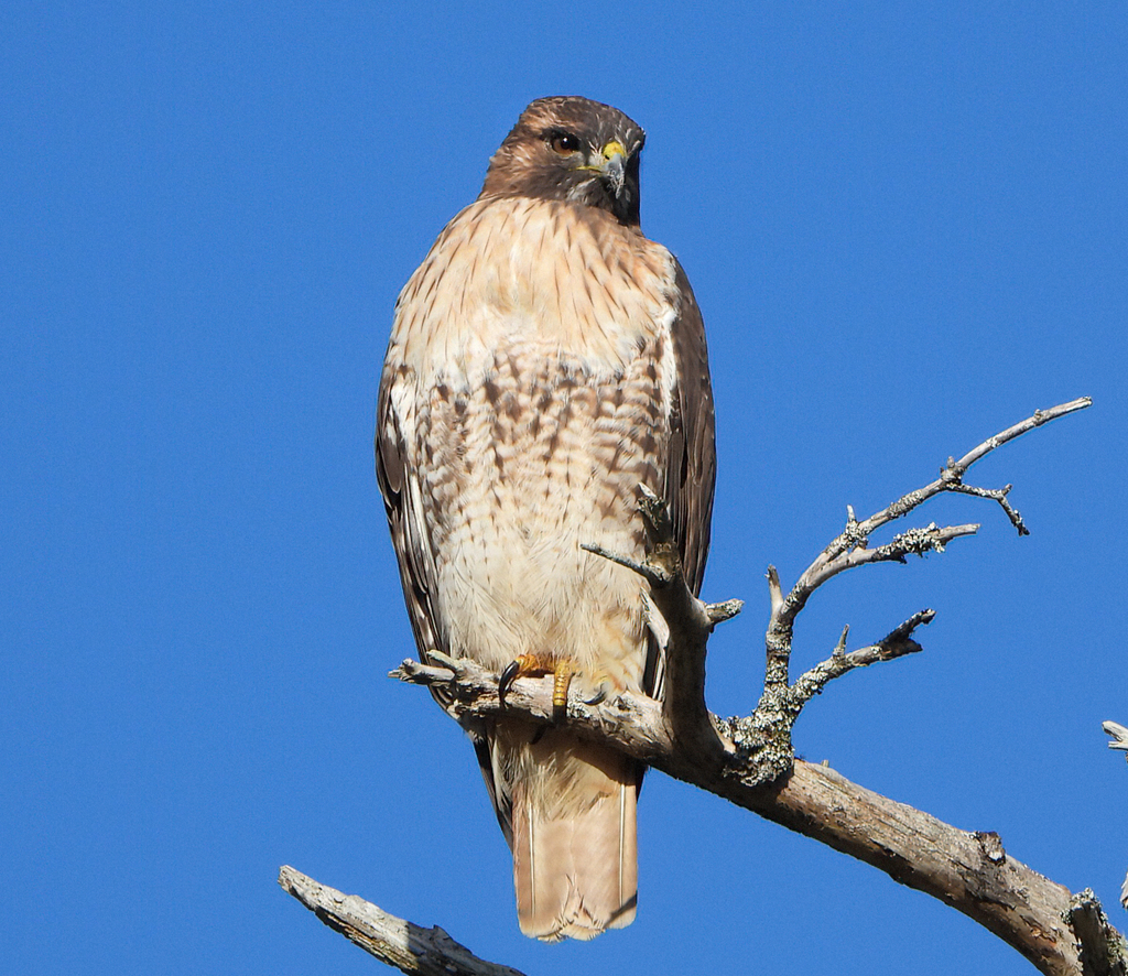 Western Red-tailed Hawk from DeLaura Beach Lane on November 28, 2023 at ...