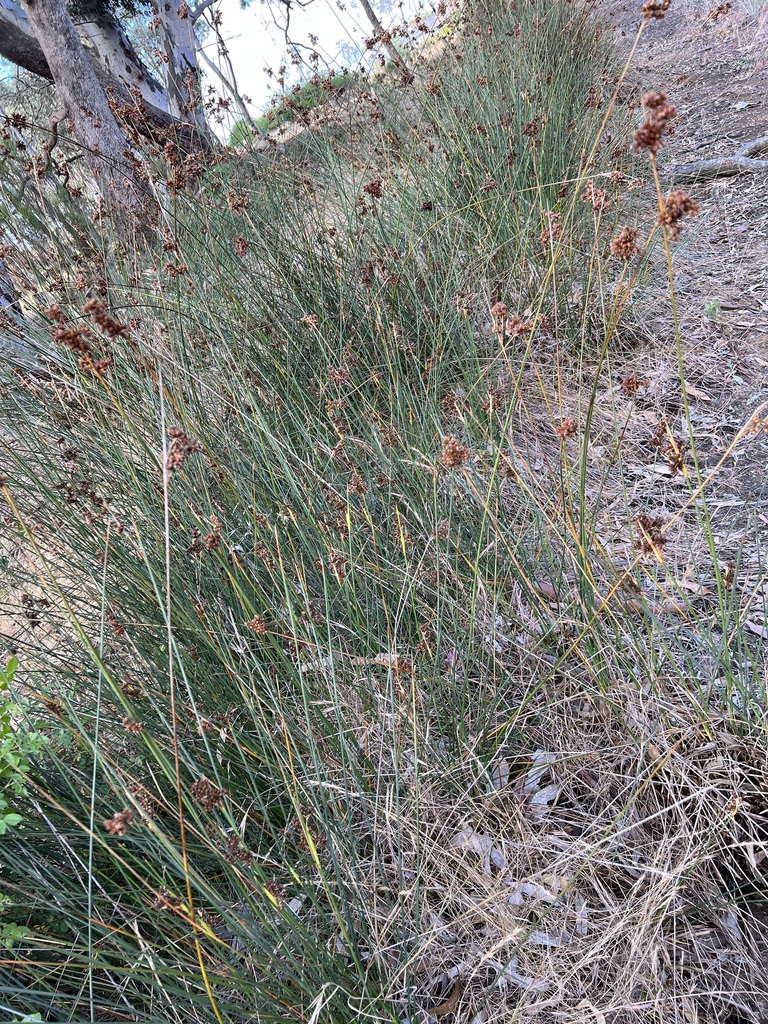 spiny rush from Harcourt VIC 3453, Australia on November 26, 2023 at 05 ...