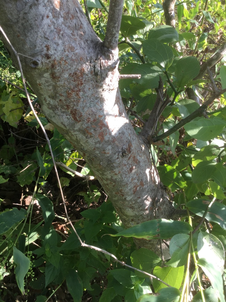 Sarcomphalus amole from Selva frente a Playa Mermejita, Santa María ...