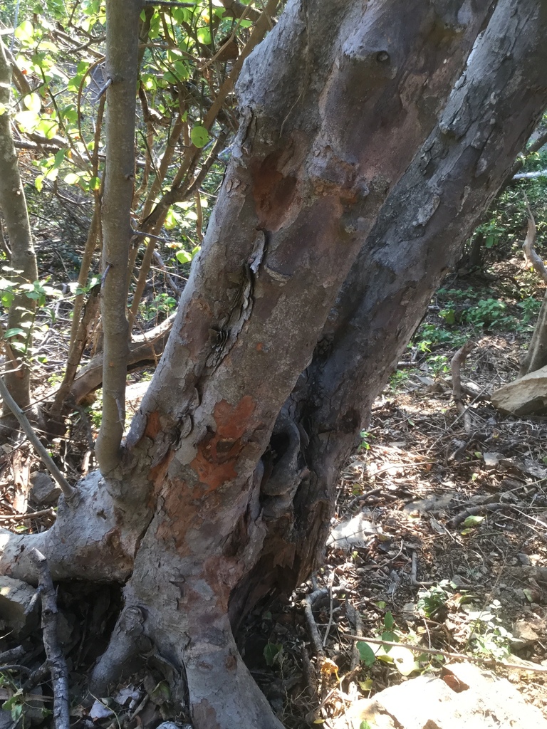 Sarcomphalus amole from Selva frente a Playa Mermejita, Santa María ...