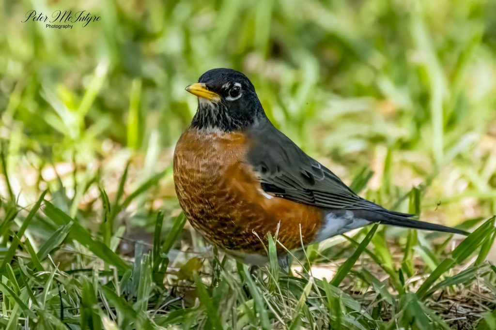 American Robin from Conroe, TX, USA on November 28, 2023 at 01:10 PM by ...