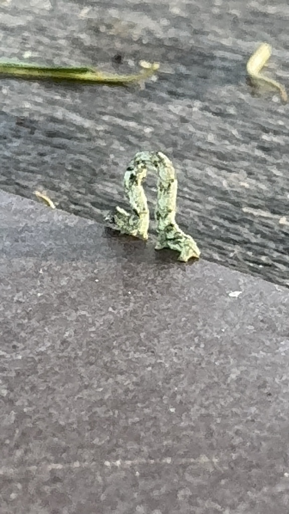 Ennominae from Sky Campground Loop, Inverness, CA, US on November 19 ...