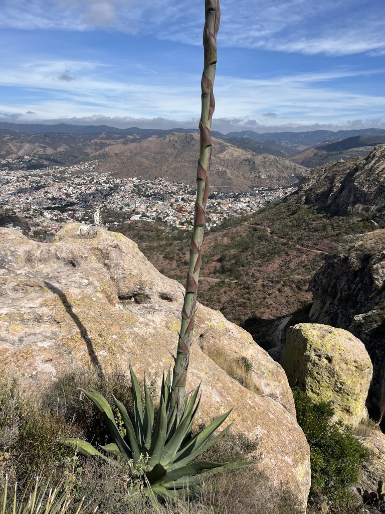 Pulque agave from Guanajuato, Gto., MX on November 28, 2023 at 11:50 AM ...