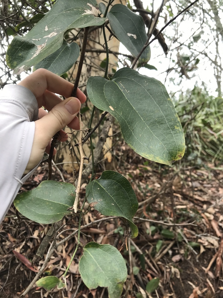 Austral Sarsaparilla from Russ Hall Park, Salisbury, QLD, AU on November 29, 2023 at 11:23 AM by ...