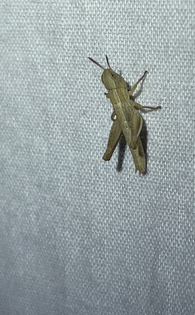 Short-horned Grasshoppers from Davidson La, Cookardinia, NSW, AU on ...