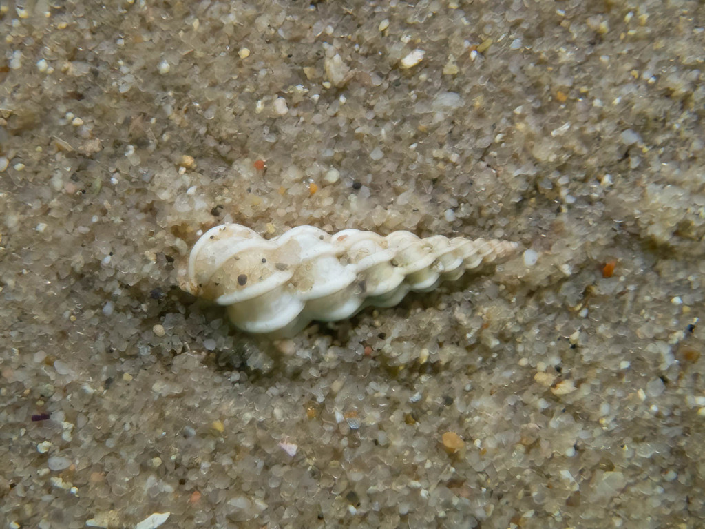 Epitonium tacitum from Little Beach, Nelson Bay NSW 2315, Australia on ...