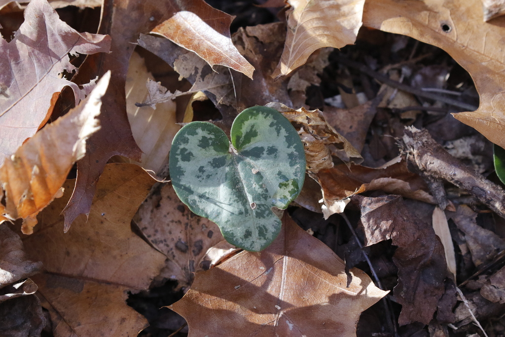 little heartleaf from Cary, NC, USA on November 18, 2023 at 11:17 AM by ...