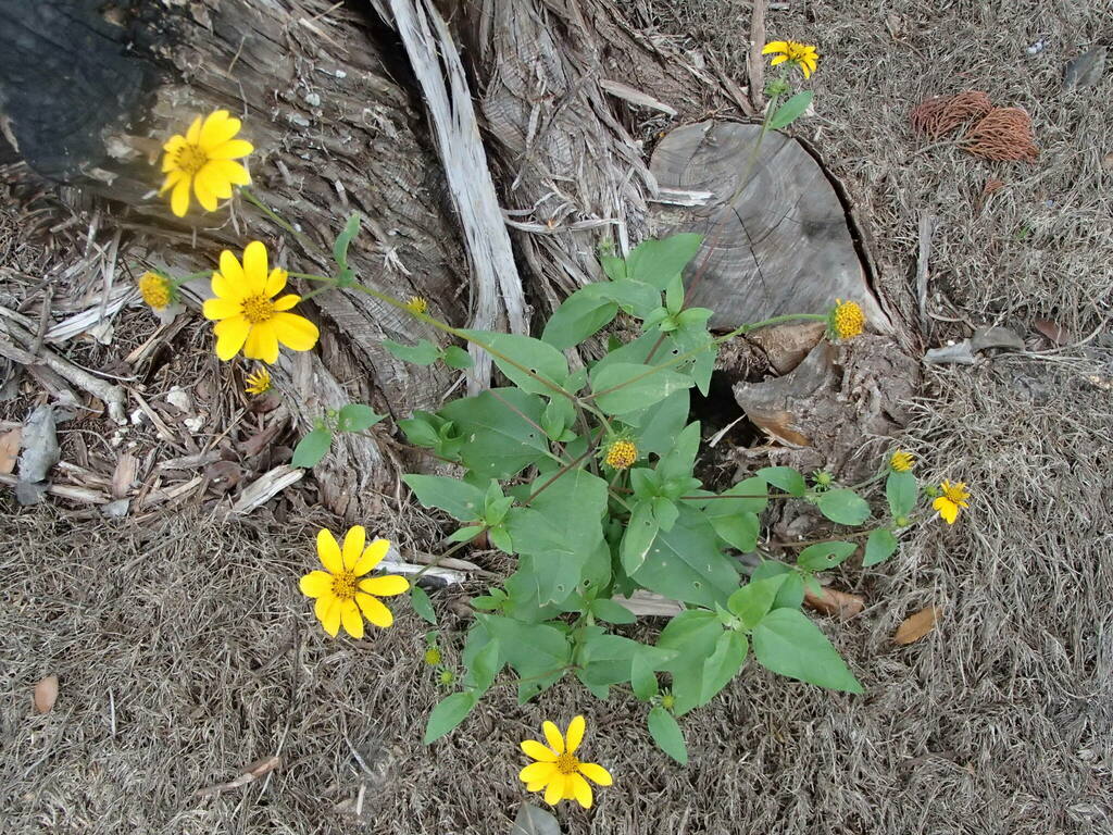 Chamiso en noviembre 2023 por the_knower · iNaturalist Mexico