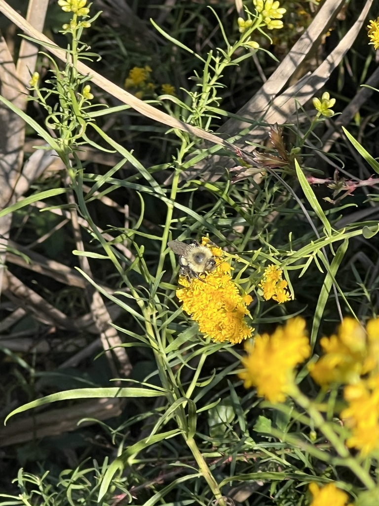 Common Eastern Bumble Bee from Rural West Ashley, Hollywood, SC, US on ...