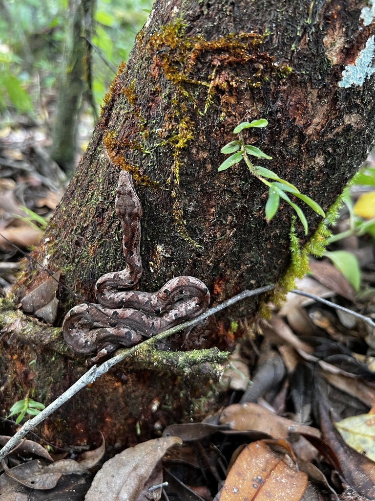 Belau Bevel-nosed Boa from Babeldaob, Palau, PW on November 27, 2023 at ...