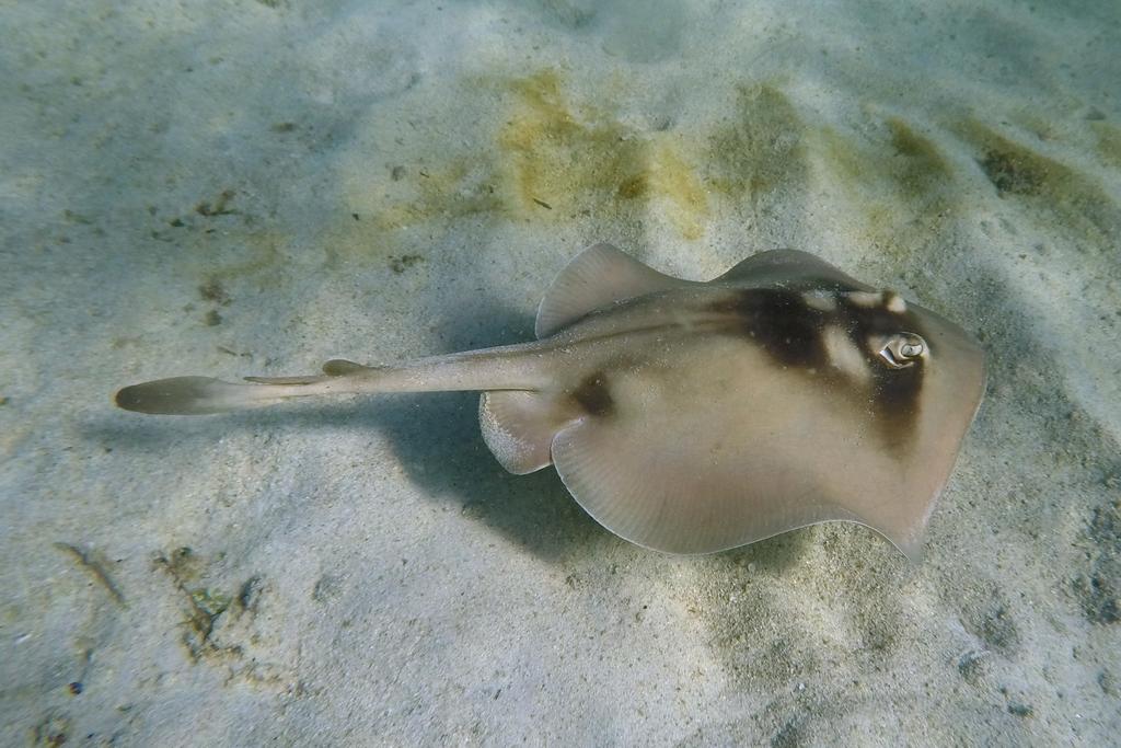 Masked Stingaree (Trygonoptera personata) - Marine Life Identification