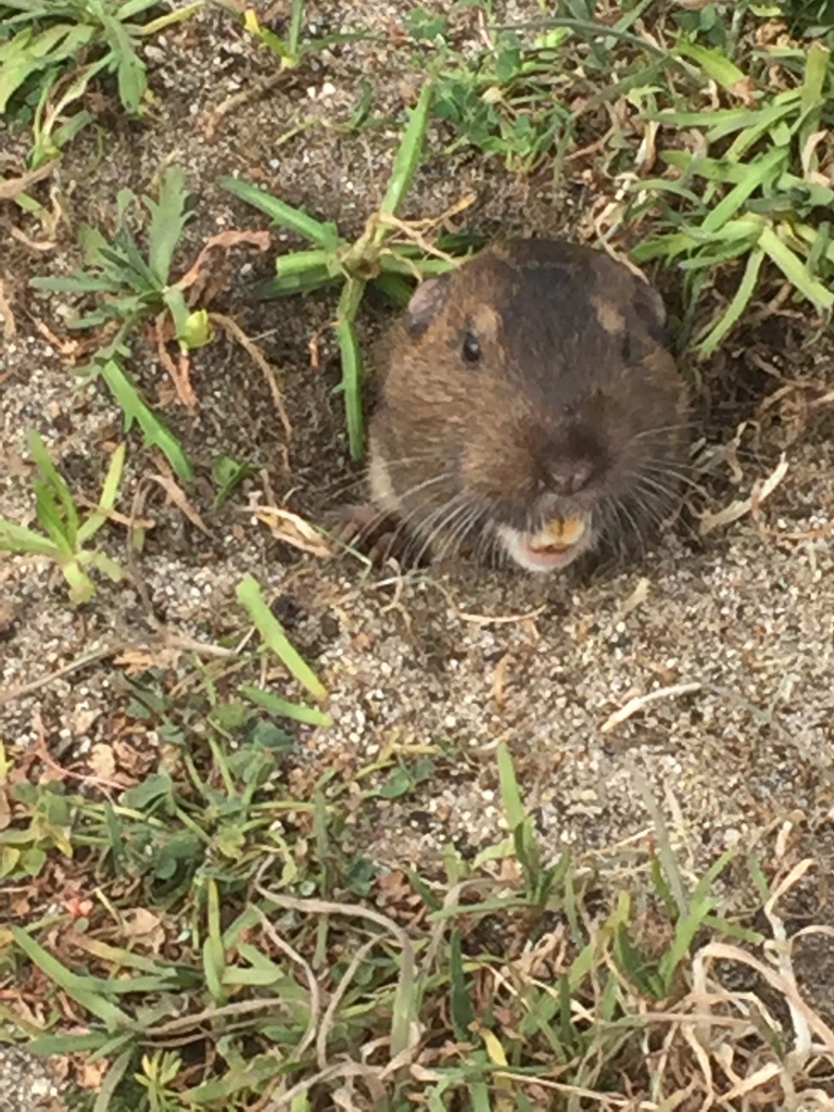 Botta's Pocket Gopher from Half Moon Bay, CA, US on September 1, 2023 ...