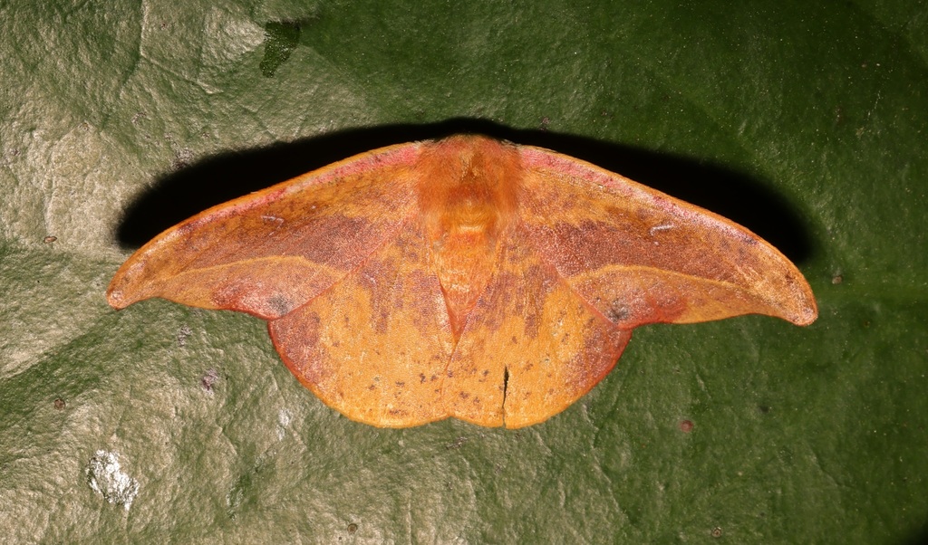 Oreta extensa from Hong Kong on November 27, 2023 at 07:43 PM by sk2 ...