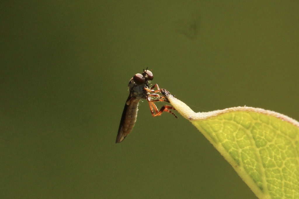 Gnat Ogres from Leesburg, VA, US on August 12, 2023 at 10:50 AM by ...