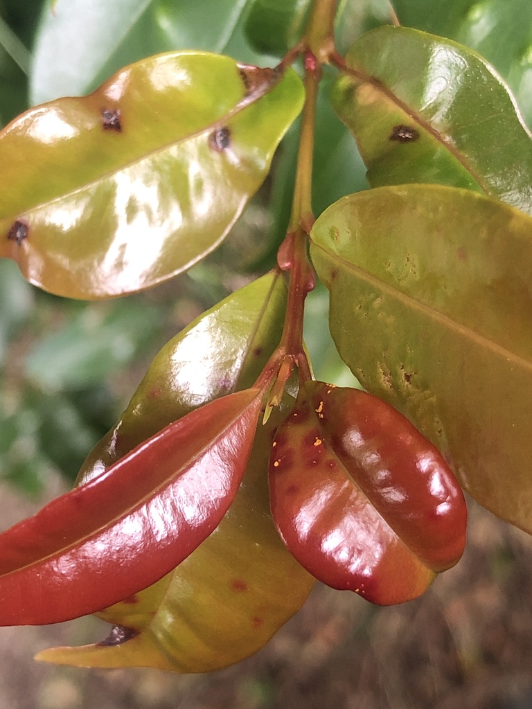 Myrtle Rust from North Island, Auckland, Auckland, NZ on November 29 ...
