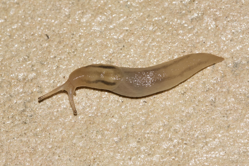 Threeband Slugs (Snails and Slugs of Whittier Narrows Dam Basin Area ...