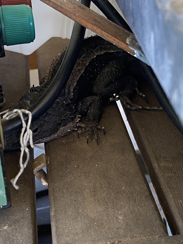 Tree Dragons in September 2023 by pastaperson · iNaturalist