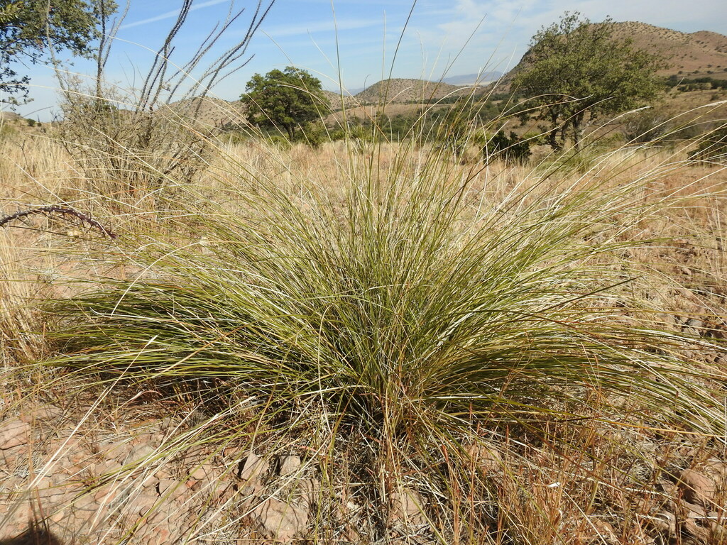 Soyate cortadillo desde Chihuahua, Chih., México el 28 de noviembre de ...