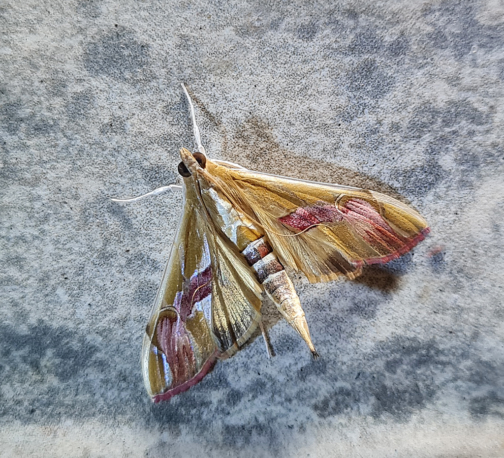 Coral Tree Moth from Upper Sichey, Gangtok, Sikkim, India on September 15, 2023 at 08:32 PM by ...