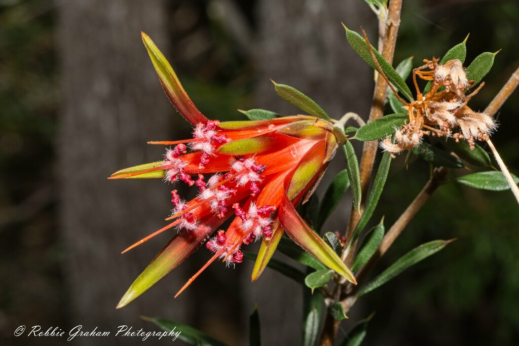 Mountain Devil from Brightwaters NSW 2264, Australia on November 14 ...