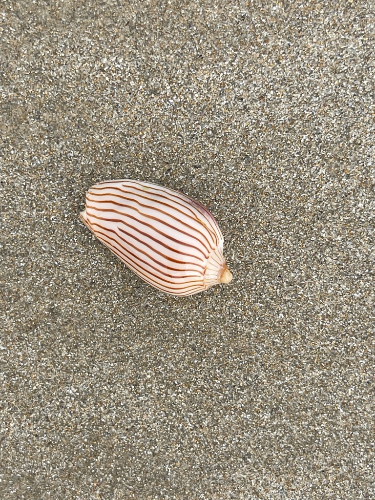 Zebra Volute from Hofmeier Cl, Woolgoolga, NSW, AU on November 29, 2023 ...