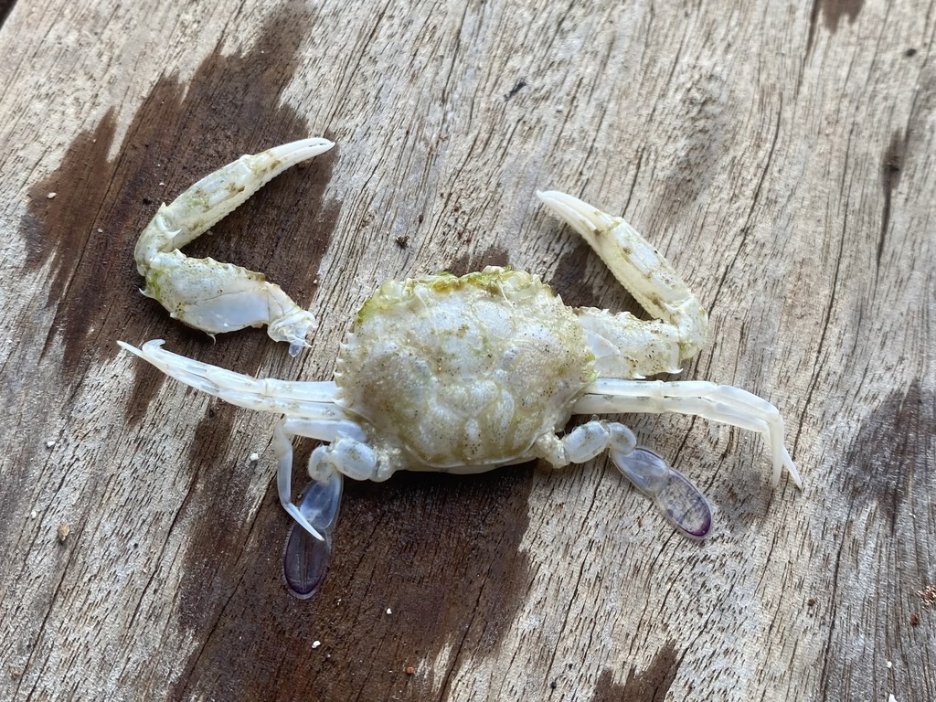 Cycloachelous granulatus from French Polynesia, PF on November 24, 2023 ...