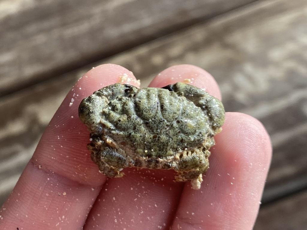 Leptodius from French Polynesia, PF on November 24, 2023 at 05:04 PM by ...