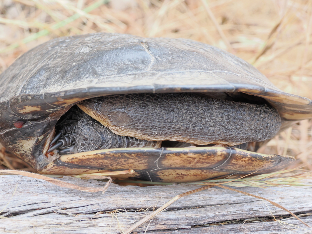 Common Snake-necked Turtle in November 2023 by millotia · iNaturalist