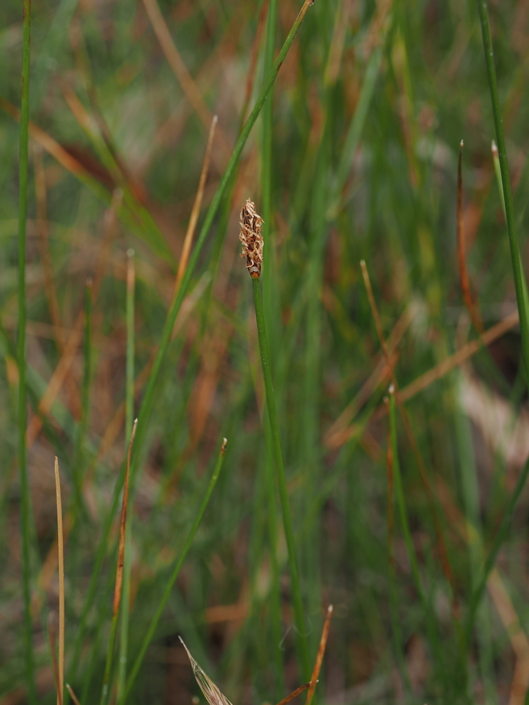 Sharp Spike Sedge in November 2023 by millotia · iNaturalist