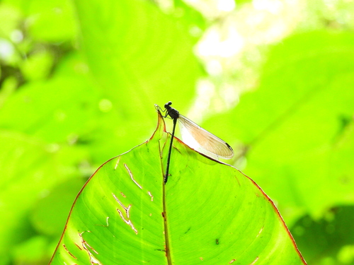 Polythore albistriata · iNaturalist Mexico