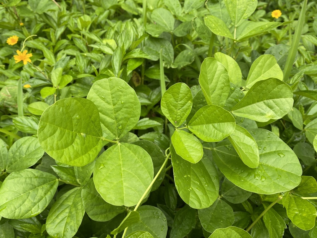beach pea from Moorea, French Polynesia, PF on November 22, 2023 at 01: ...