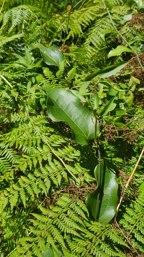 Austral Sarsaparilla from Hornsby NSW 2077, Australia on November 26, 2023 at 10:46 AM by Sofia ...