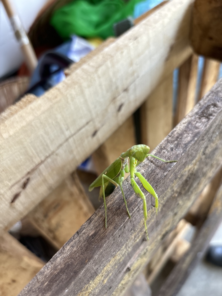 Giant Asian Mantis from 臺灣島, 蘇澳鎮, ILA, TW on November 29, 2023 at 11:32 ...