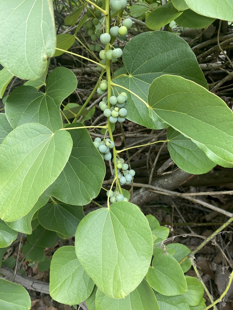 Big-Leaf Vine from Charlie Moreland Camping Area, Kenilworth, QLD, AU ...