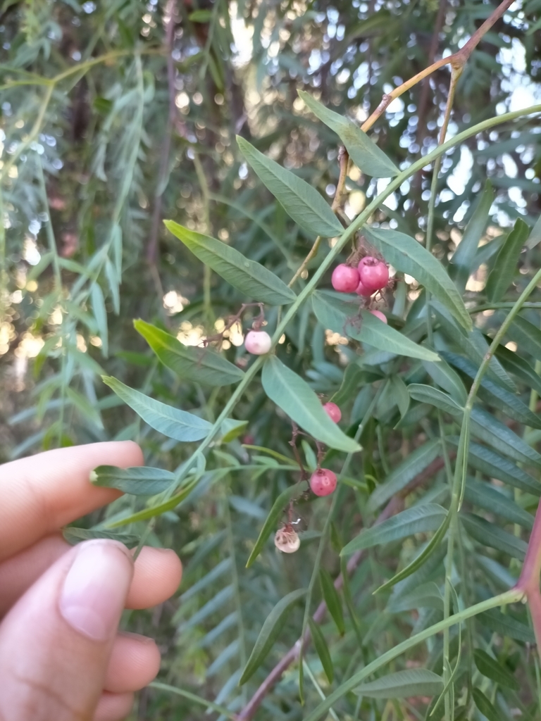 Peppercorn Tree from Elizabeth East SA 5112, Australia on November 22 ...