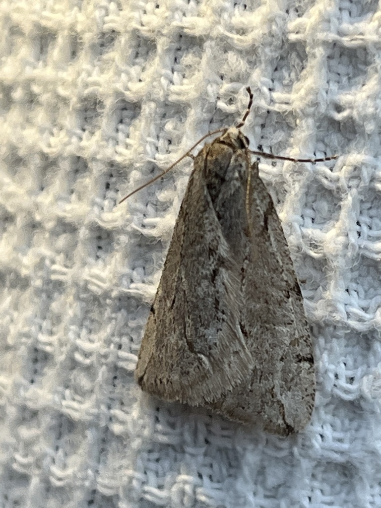 Spring Cankerworm Moth from Teatown Lake Reservation, Ossining, NY, US ...